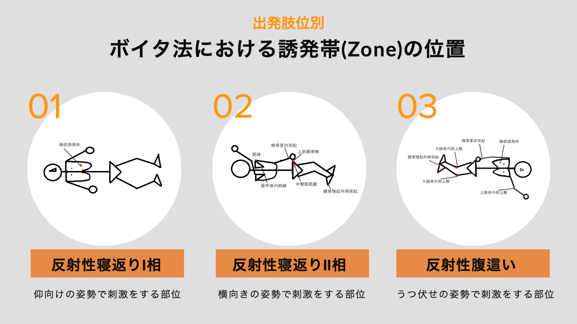 【完全解説】ボイタ法について｜ブログ｜リハビリZONE岐阜